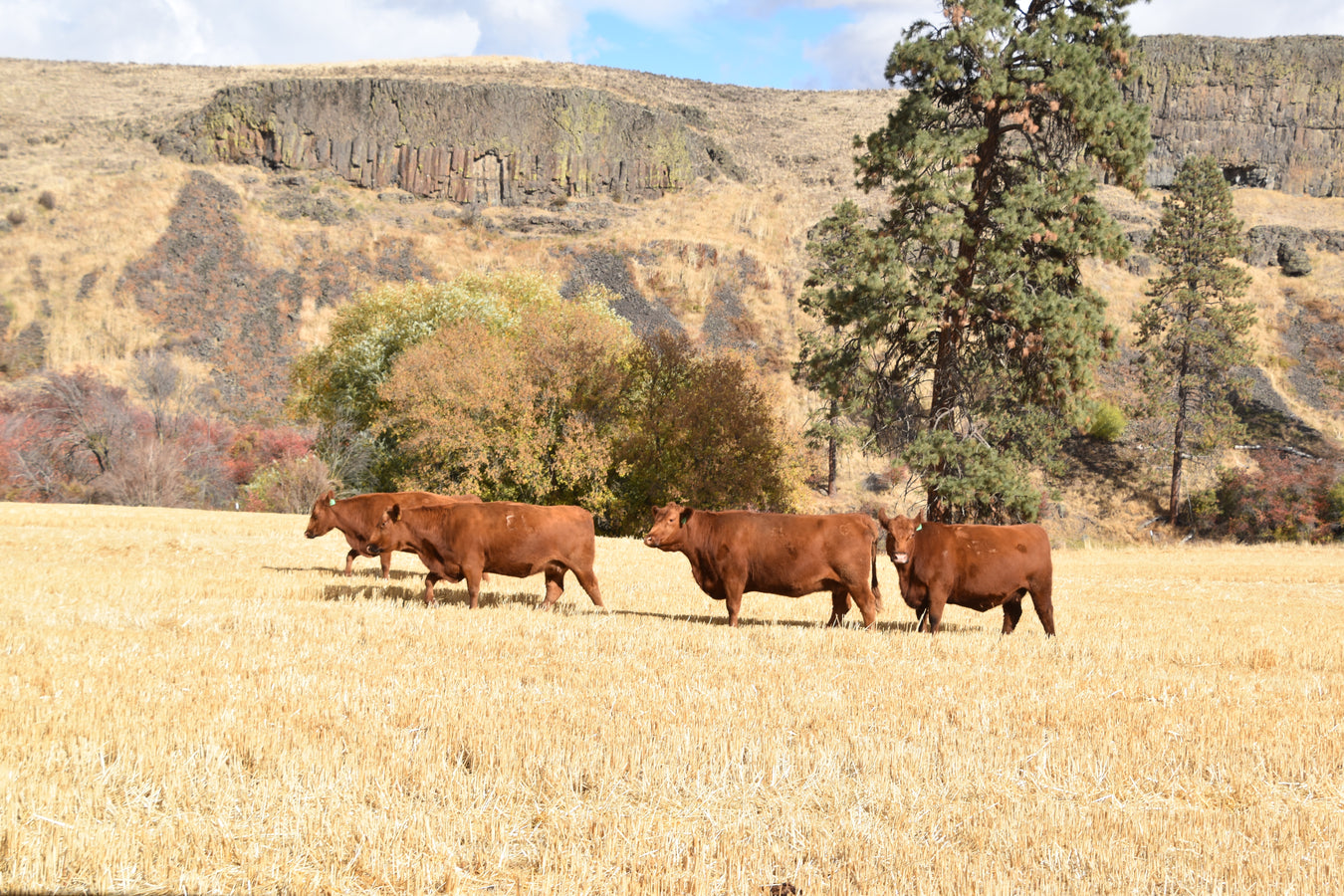 American Made Beef | Family-Raised, Delivered Nationwide 🇺🇸